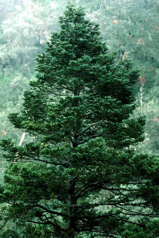 Alamos Trees; Abies durangensis
