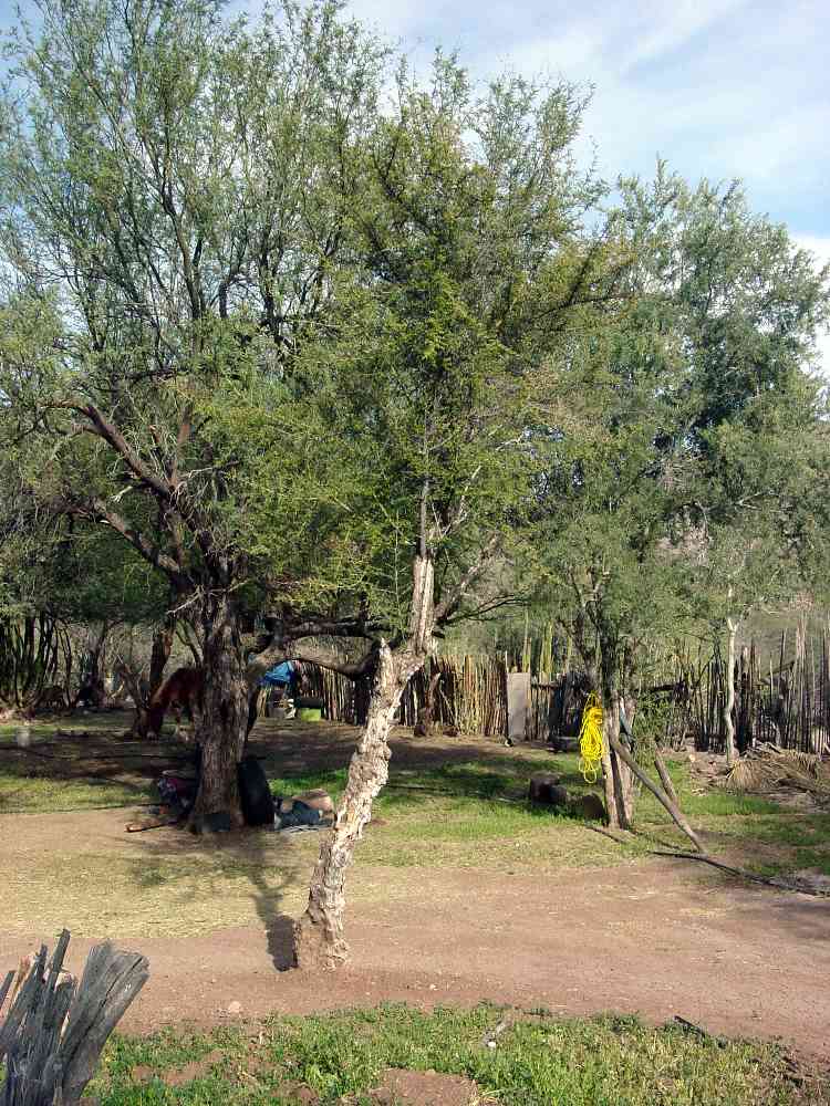 Alamos Trees; Capparis atamisquea