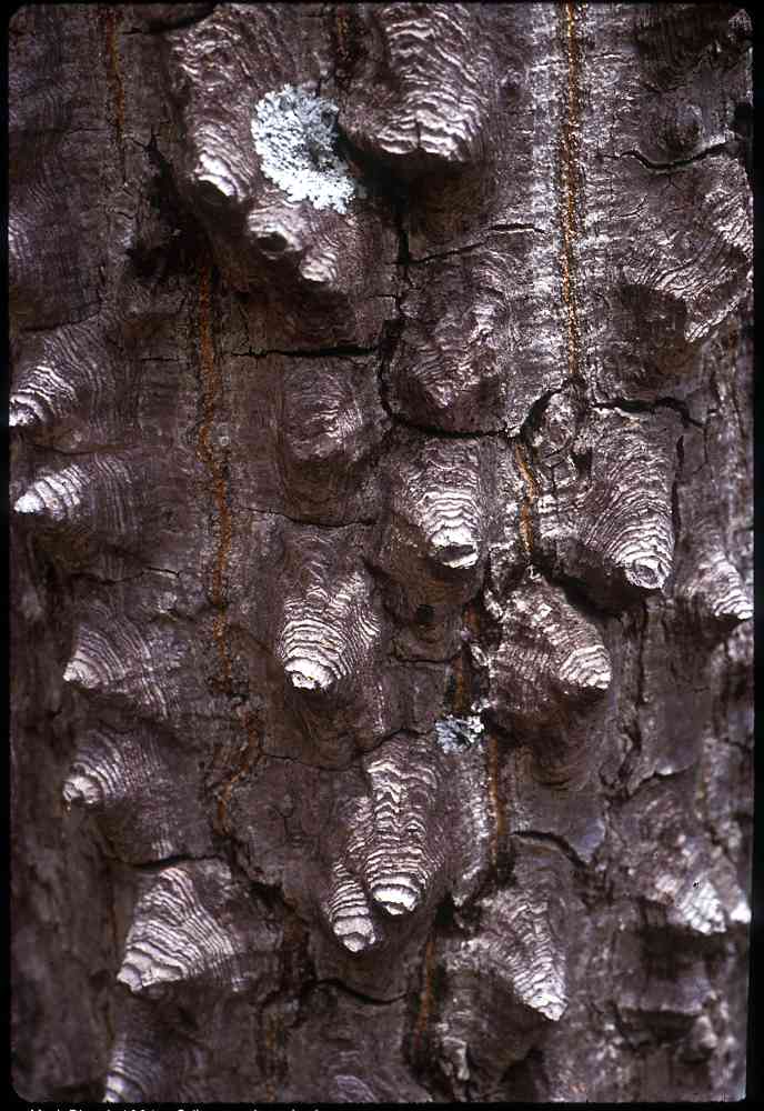 Alamos Trees; Ceiba acuminata