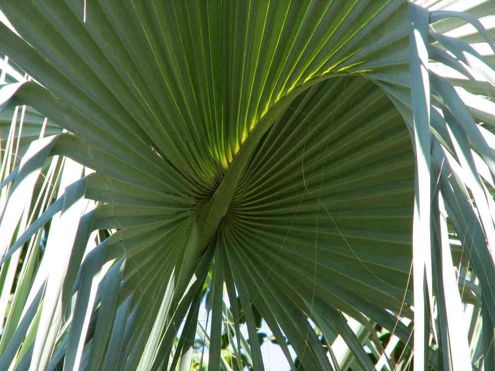 Alamos Trees; Sabal Uresana